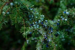 What Is Juniper Tree Allergy? (Explained) - Farmer Grows