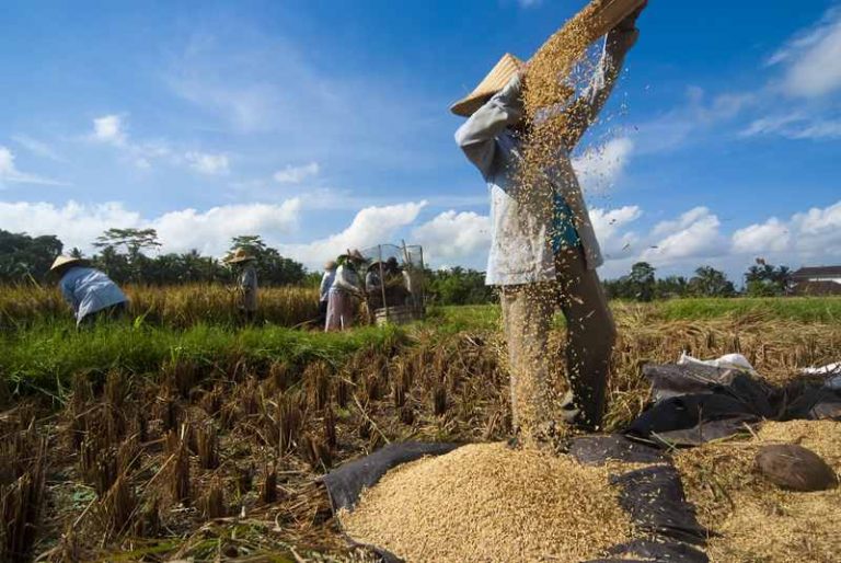 How To Grow Farro? Everything You Need To Know - Farmer Grows