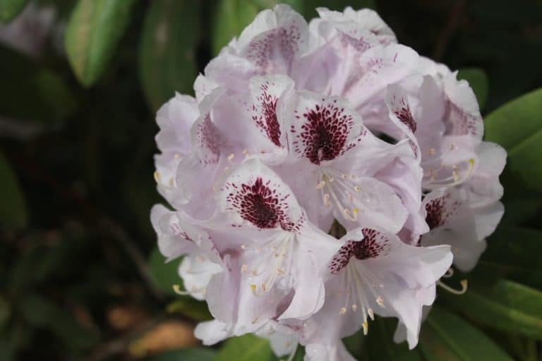 Rhododendron vs Hydrangea - What To Pick? - Farmer Grows