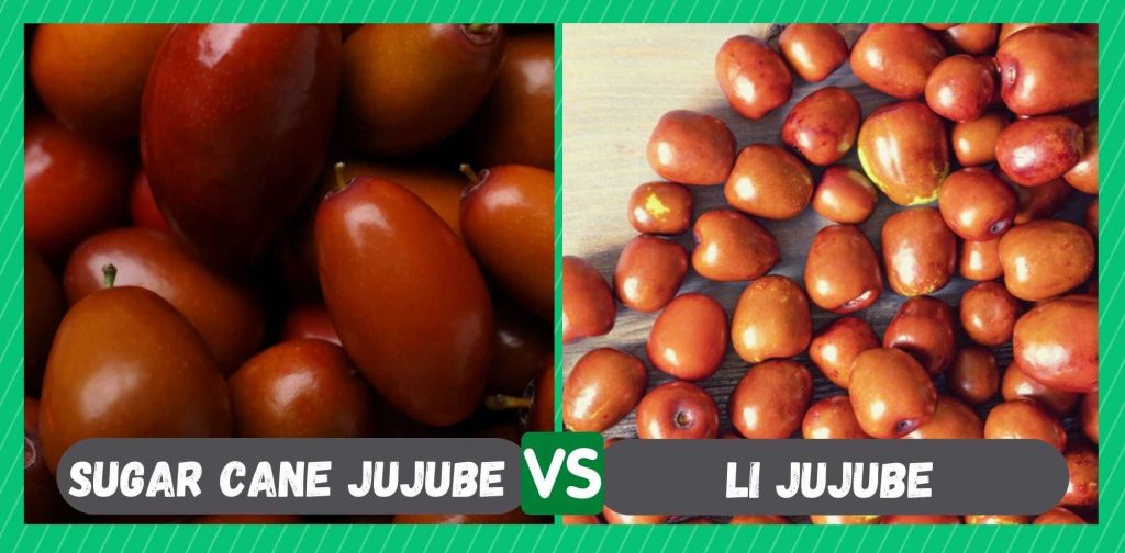 Sugar Cane Jujube vs Li Jujube - How Different Are They? - Farmer Grows