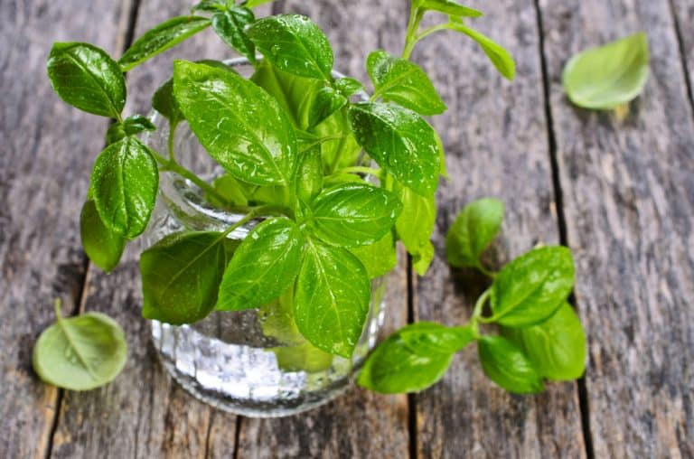 What Does Mint Look Like When It Sprouts? - Farmer Grows