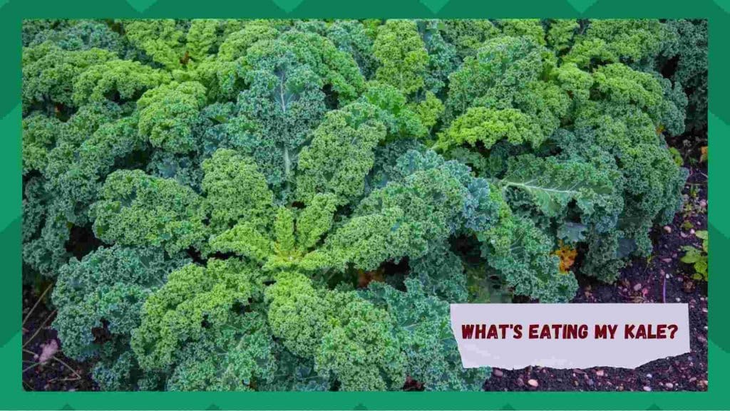 7 Possible Creatures Eating Your Kale - Farmer Grows