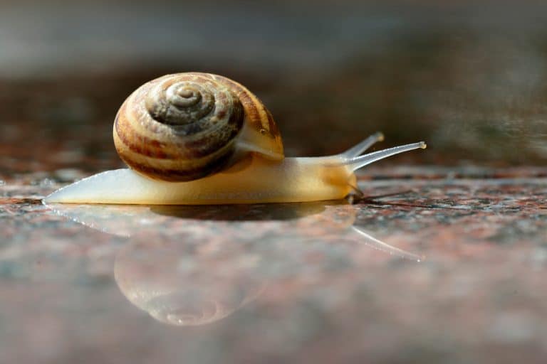 Why Are There Snails On My House? (3 Reasons) - Farmer Grows