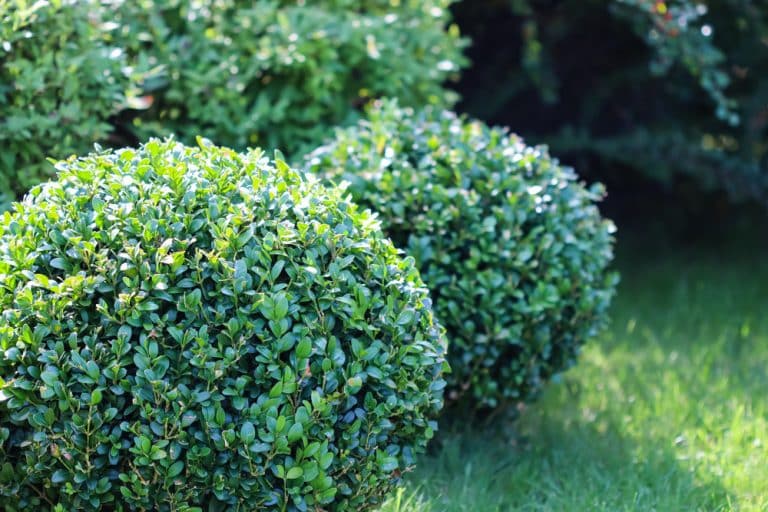 Why Are My Boxwoods Turning Yellow? (12 Reasons) - Farmer Grows