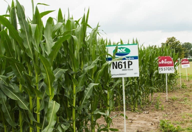 Why Do They Cut The Tops Off Of Corn Stalks? (3 Possibilities) - Farmer ...