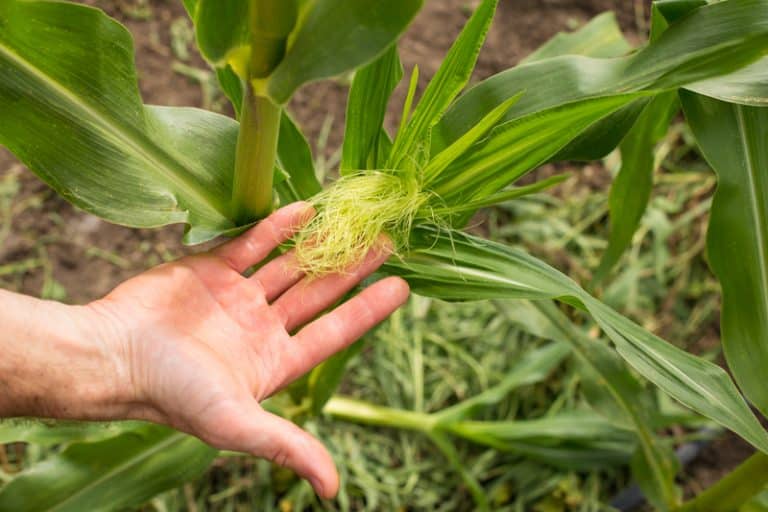 Why Do They Cut The Tops Off Of Corn Stalks? (3 Possibilities) - Farmer ...