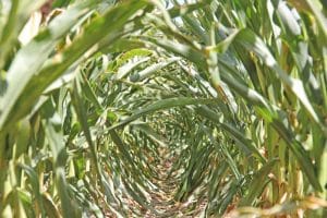 Why Do They Cut The Tops Off Of Corn Stalks? (3 Possibilities) - Farmer ...