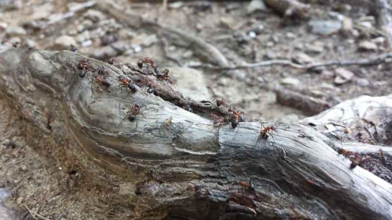 Are Ants On Trees Good Or Bad? (Explanation) - Farmer Grows