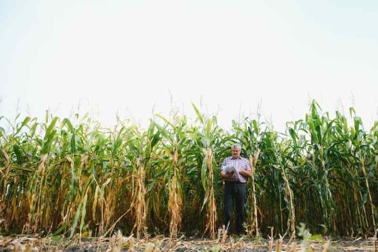 13 Handy Tips To Keep Raccoons Out Of Corn - Farmer Grows