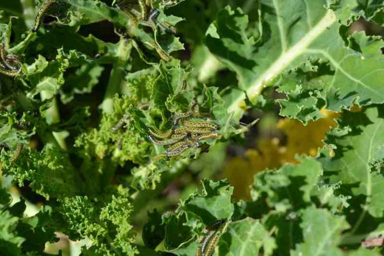 7 Possible Creatures Eating Your Kale - Farmer Grows