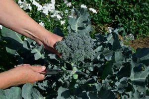 What To Do With Bolted Broccoli? (Answered) - Farmer Grows
