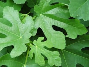 4 Things To Know If Fig Tree Leaves Are Turning White - Farmer Grows