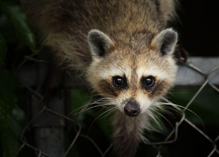 13 Handy Tips To Keep Raccoons Out Of Corn - Farmer Grows