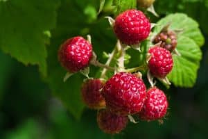 3 Reasons Behind Tiny Bugs In Raspberries - Farmer Grows