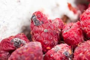 3 Reasons Behind Tiny Bugs In Raspberries - Farmer Grows