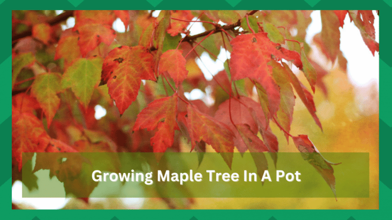 3 Things To Know Before Growing Maple Tree In A Pot - Farmer Grows