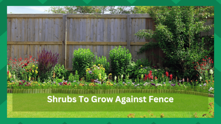 Shrubs To Grow Against a Fence: What You Should Know - Farmer Grows