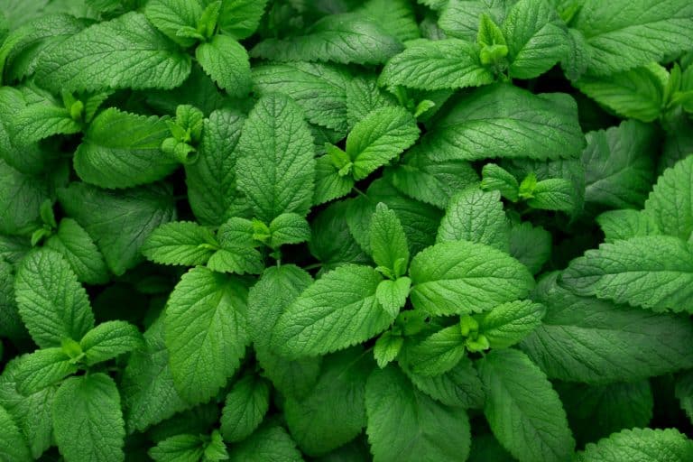 6 Strongest Smelling Mint Plant - Farmer Grows