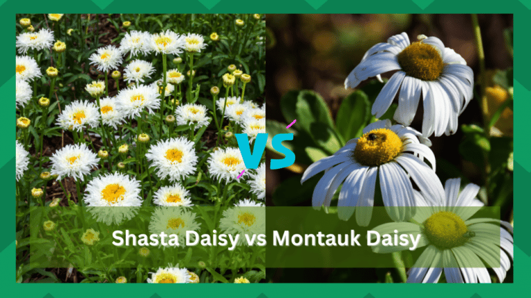 Shasta Daisy vs Montauk Daisy- Which Is Better? - Farmer Grows