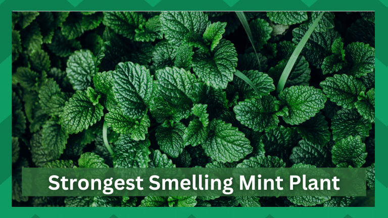 6 Strongest Smelling Mint Plant - Farmer Grows